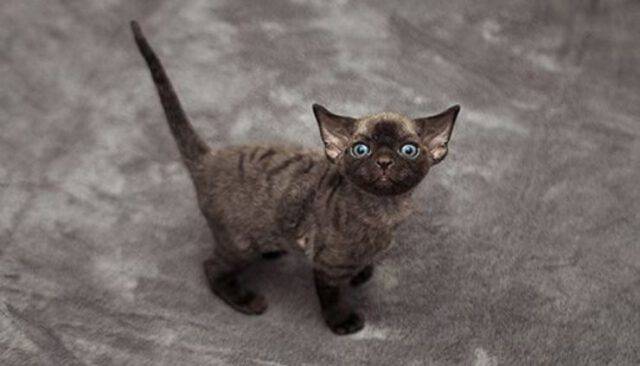 Devon Rex: prezzo, cuccioli, carattere, salute, alimentazione, cura