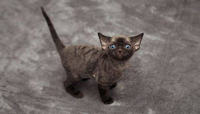 Devon Rex: prezzo, cuccioli, carattere, salute, alimentazione, cura