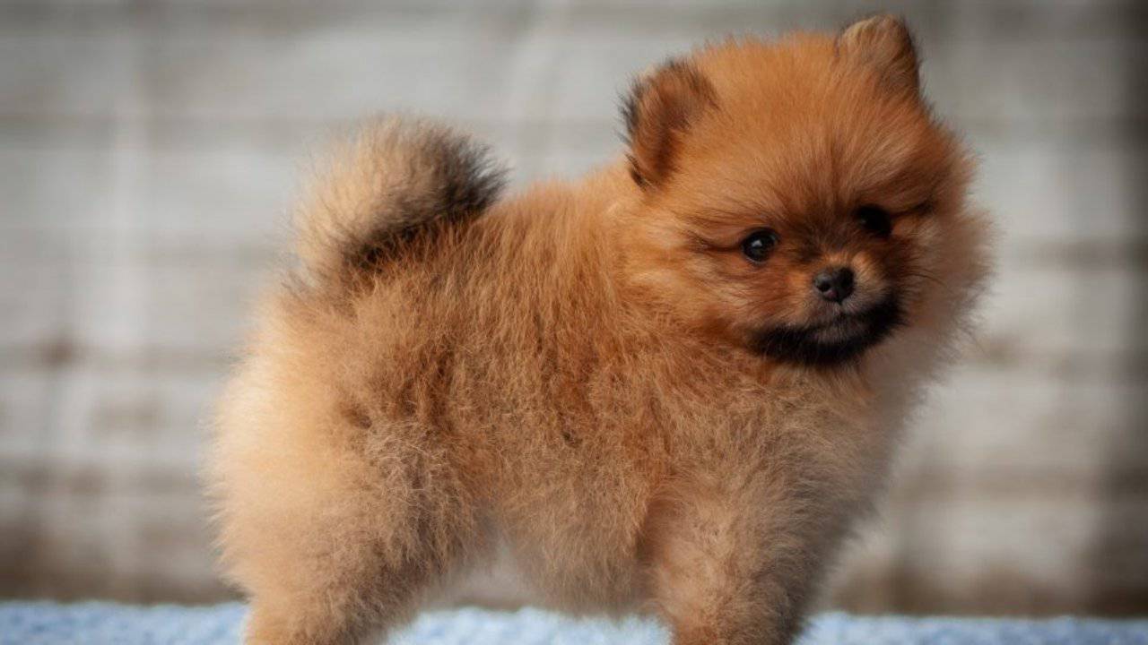 Volpino di Pomerania: caratteristiche, aspetto, cure, prezzo e cuccioli