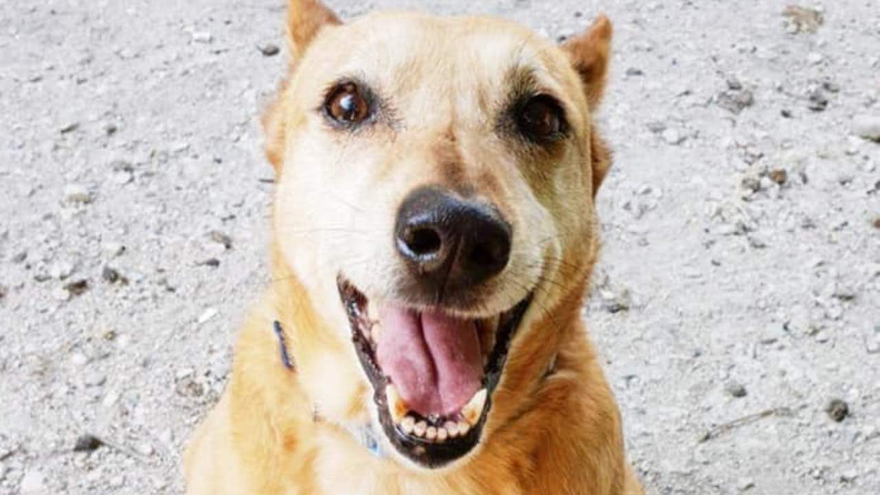 Pitt, il cane sfigurato dalla vergogna umana: resiste e lotta ancora