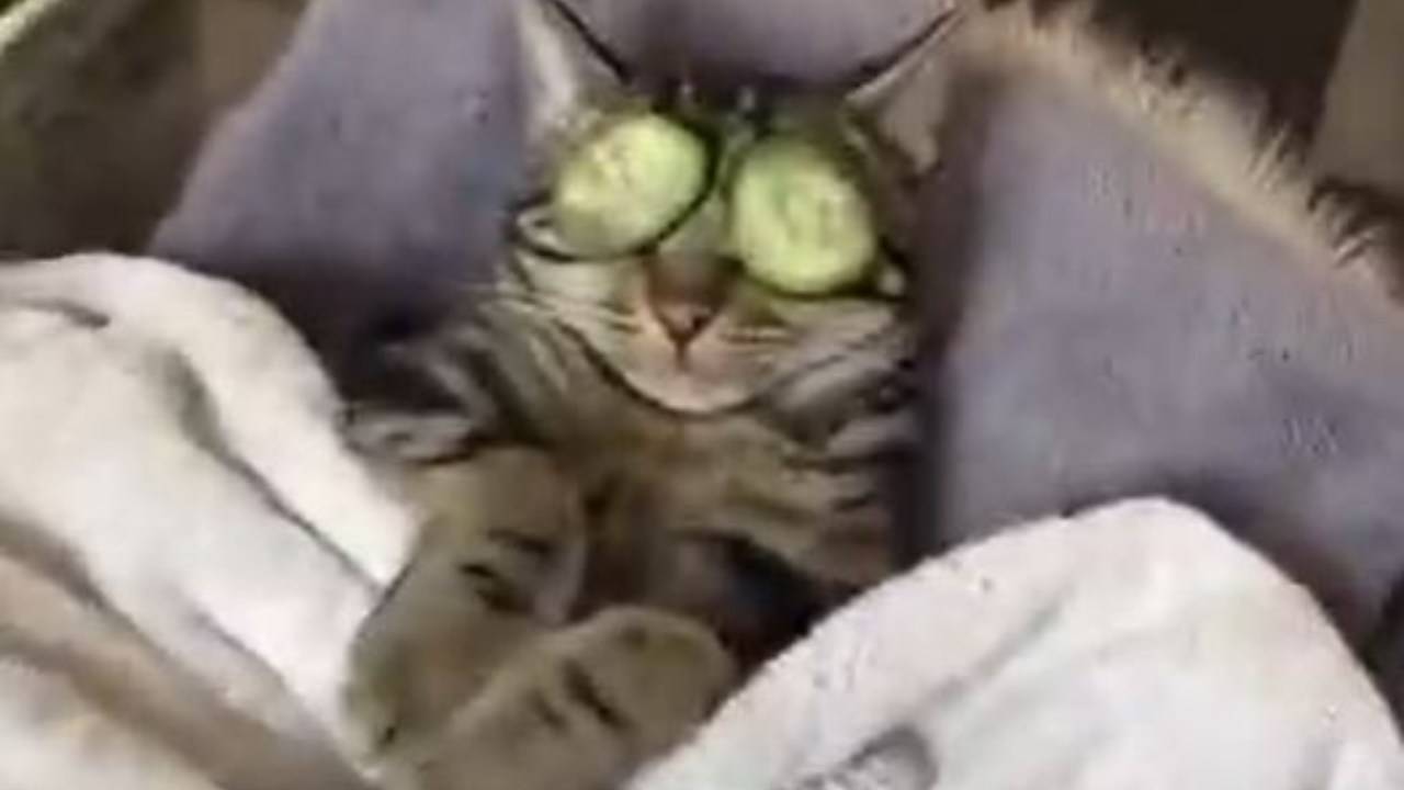 Il gatto si concede una giornata di relax dentro una spa - VIDEO