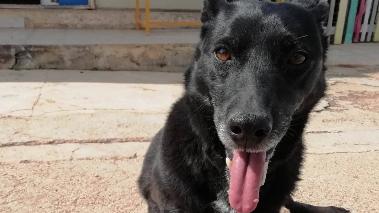 Il cane Laika, tenuta per 8 anni legata a un albero: ora arriva il ...