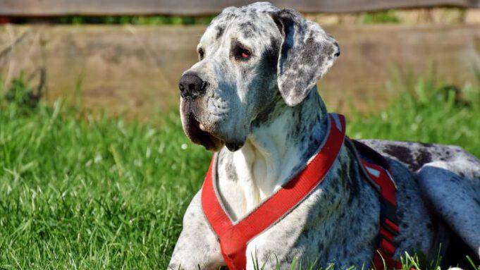 Adottare un Alano: tutti i motivi e qual è il suo padrone ideale