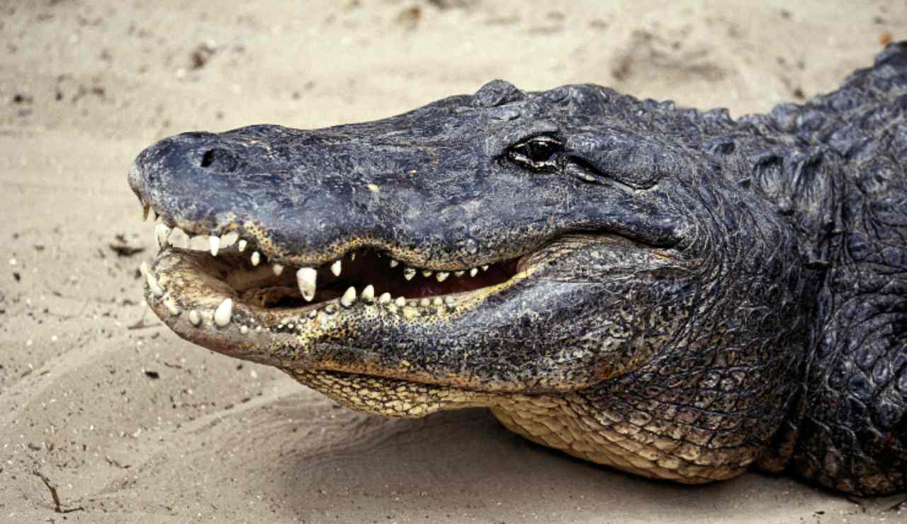 Alligatore: cosa mangia, dove vive, caratteristiche e curiosità