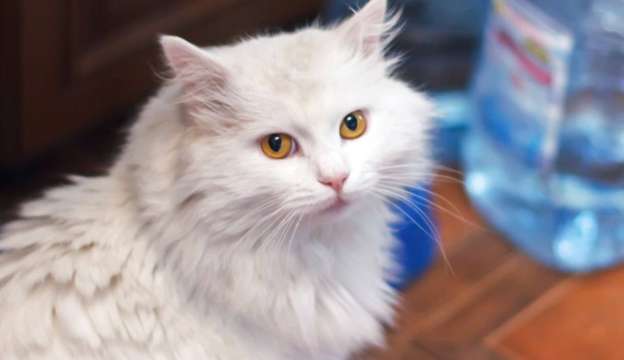 Adottare un Angora Turco: tutti i motivi e il suo padrone ideale