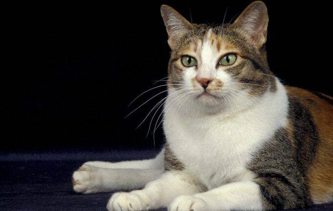 Il gatto nella cultura giapponese: curiosità sui felini nel folklore ...