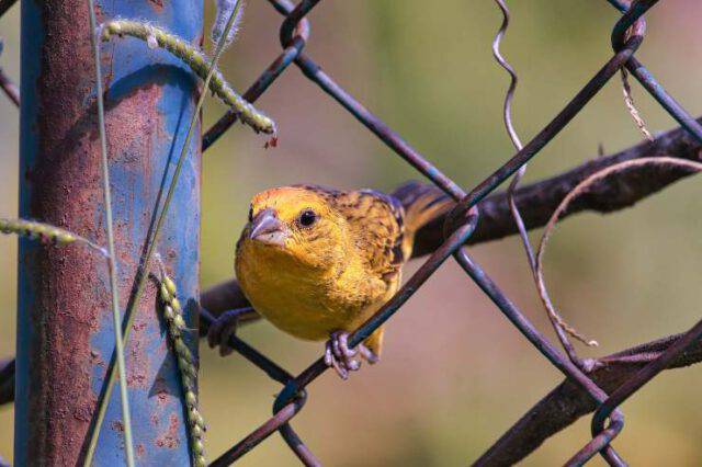 Cosa dare da mangiare agli uccellini: età, dosi e stagioni