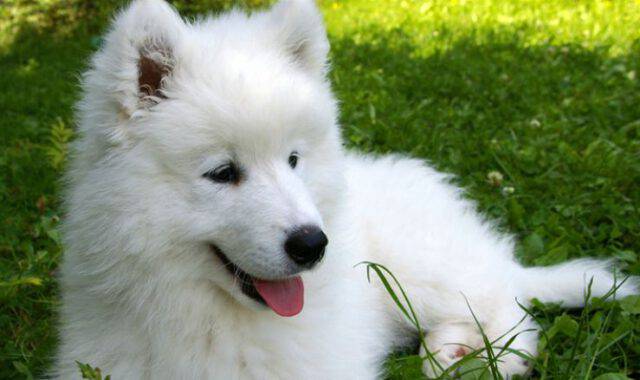 Come rendere lucido il pelo del cane: alimentazione, cura, rimedi naturali