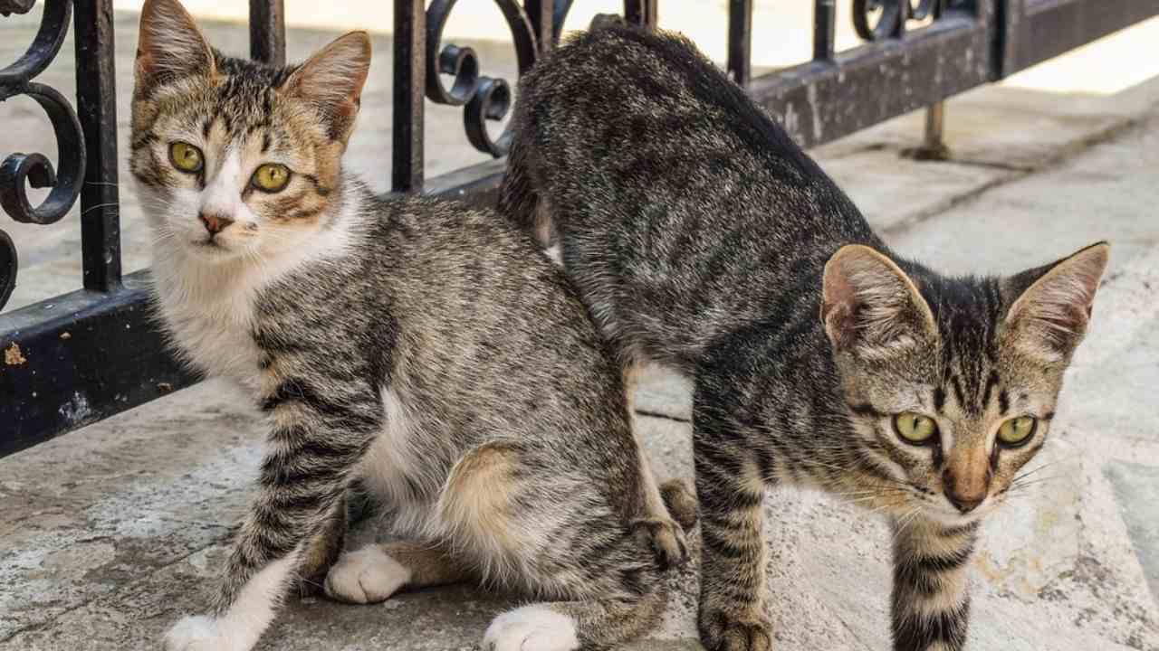 Come allontanare i gatti randagi: dal giardino e non solo