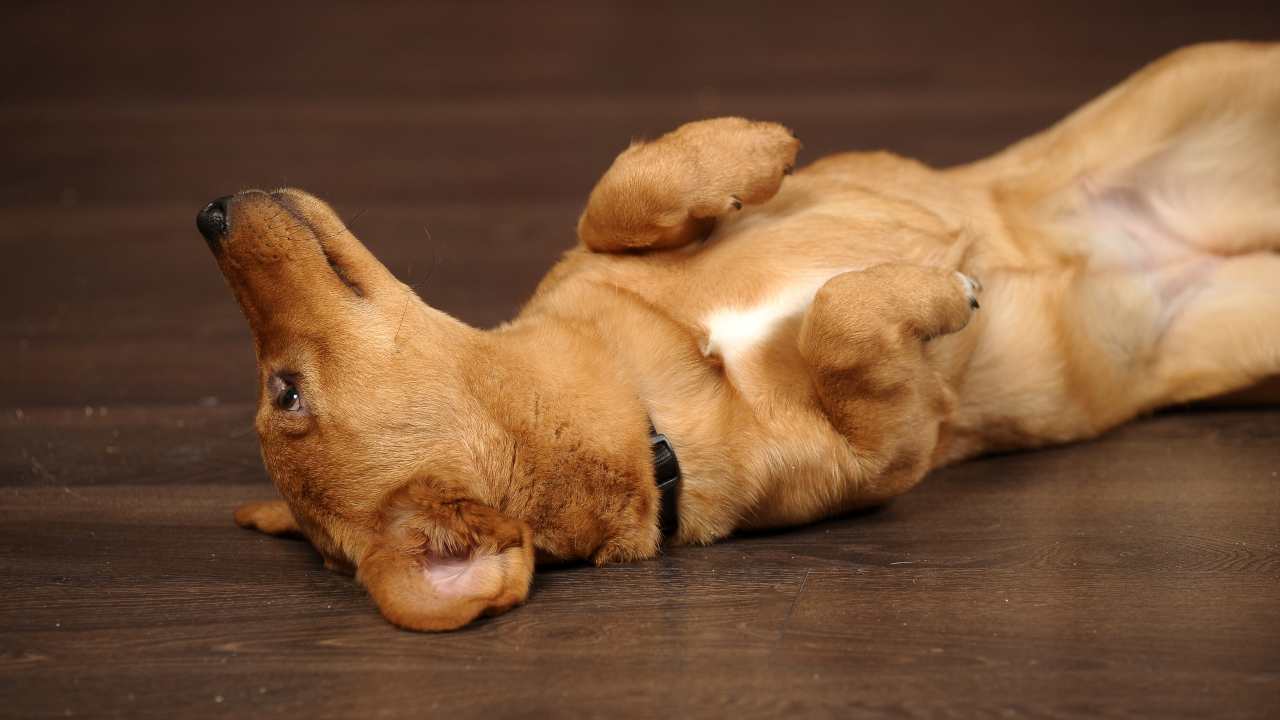 Come capire se un cane è sterilizzato o castrato: cosa osservare