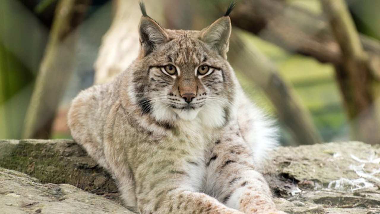 Curiosità sulla lince: tutto ciò che forse non conosci di questo felino
