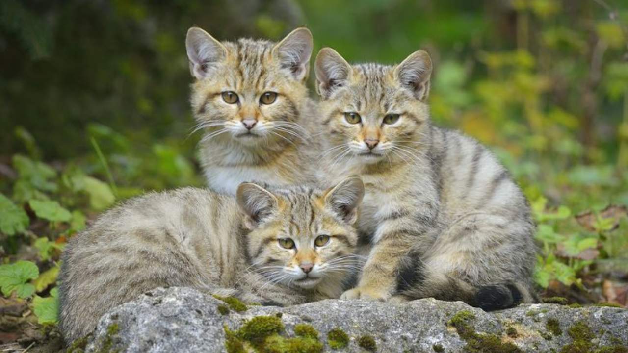 Gatti selvatici più belli: quali sono le specie più affascinanti