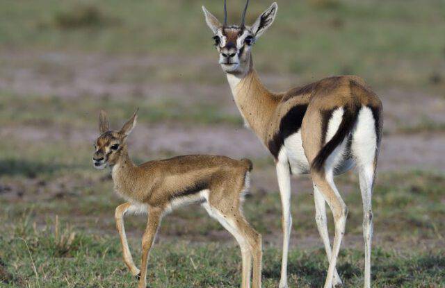 Gazzella: cosa mangia, dove vive, caratteristiche e curiosità