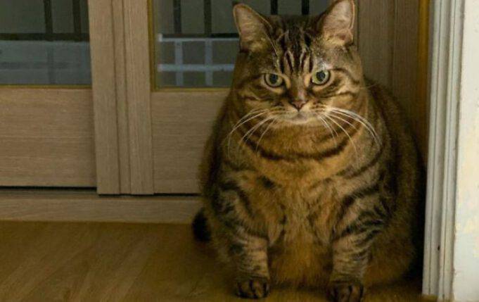 Il gatto più grasso del mondo star del web: un felino da milioni di ...