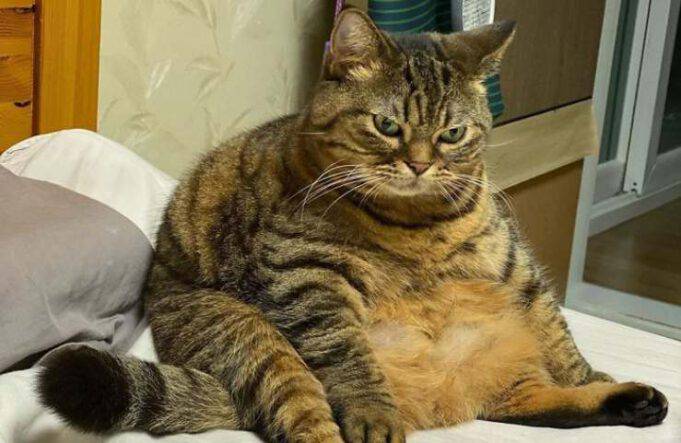 Il gatto più grasso del mondo star del web: un felino da milioni di ...