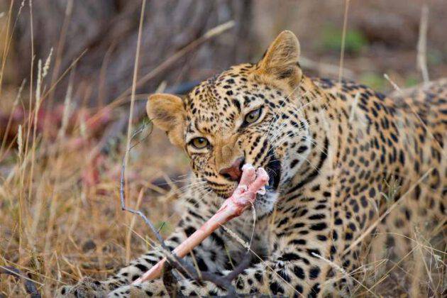 Il leopardo: cosa mangia, dove vive, caratteristiche e curiosità