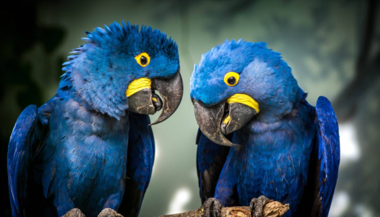 Animali di colore blu: caratteristiche e curiosità dei più strani