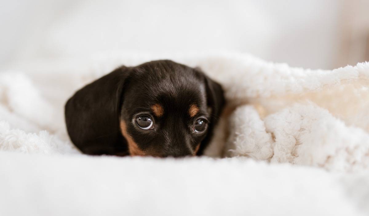 Stranguria nel cane: tutte le cause, i sintomi e il trattamento della ...