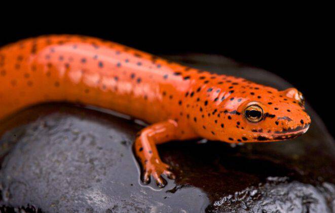 Animali di colore rosso: caratteristiche e curiosità dei più strani