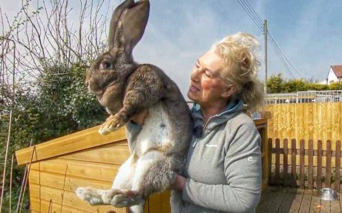 È stato rapito Darius, il coniglio più grande del mondo: arriva l'appello