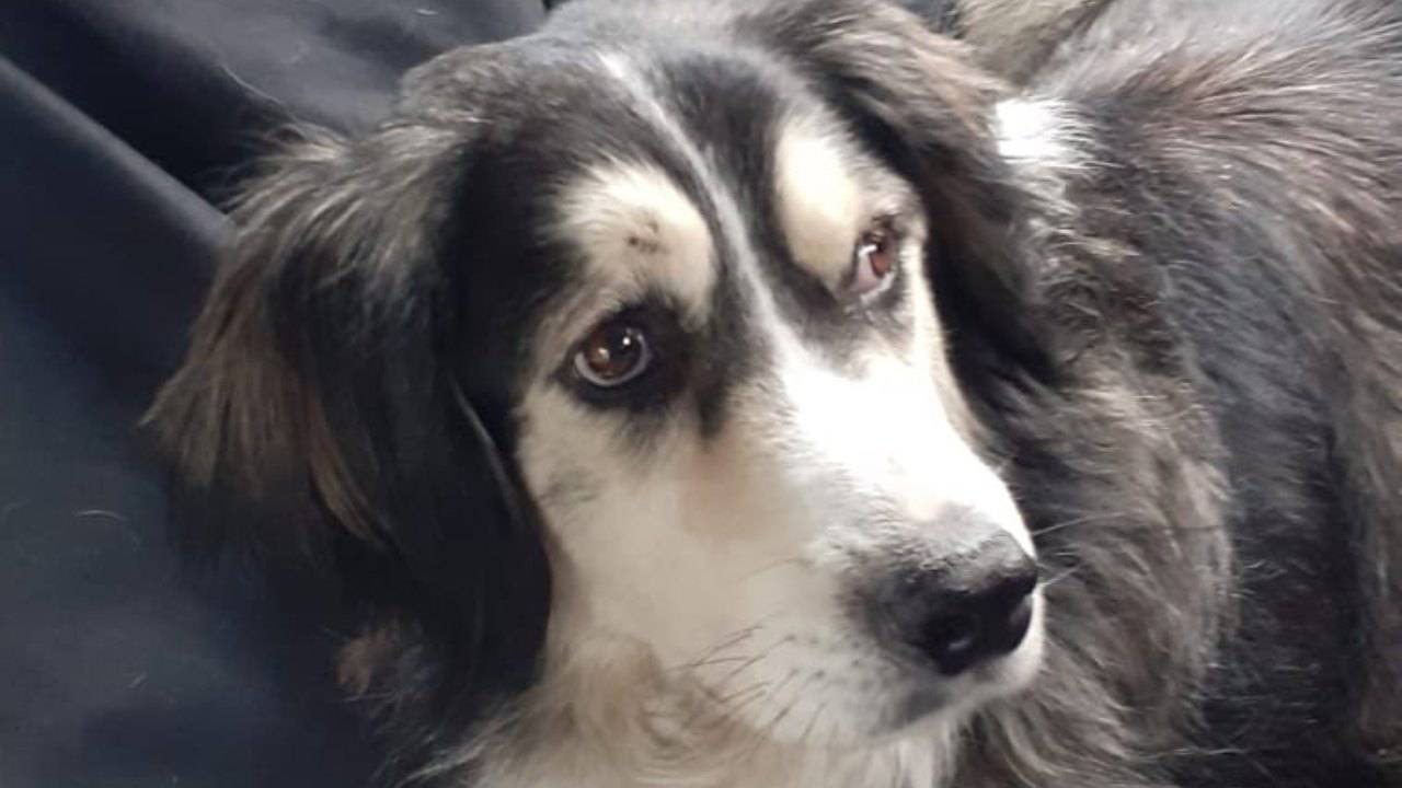 Byron, rispedito in canile perché amante delle passeggiate: cerca casa