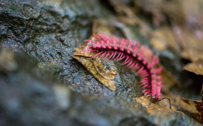 Animali di colore rosa: caratteristiche e curiosità dei più strani