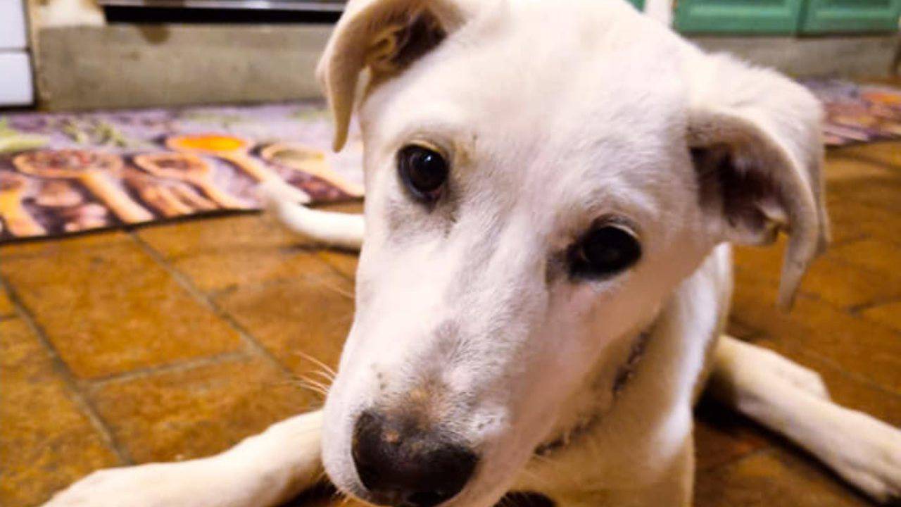 Simba, il cane rimasto con una zampa rigida: problemi a salire le scale