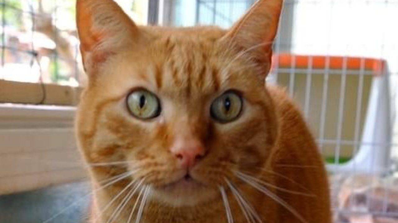 Leo, il gatto scaricato dopo la morte della padrona: cerca casa