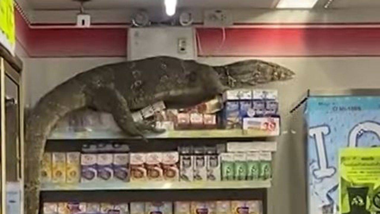 Il varano irrompe nel supermercato: il significato dietro il VIDEO