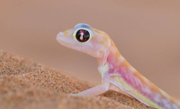 Animali di colore rosa: caratteristiche e curiosità dei più strani