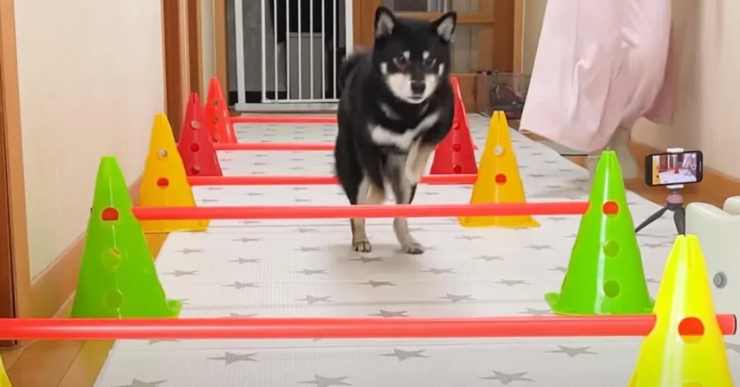 L'impegno di due Shiba Inu per ottenere gli snack mostra le loro abilità
