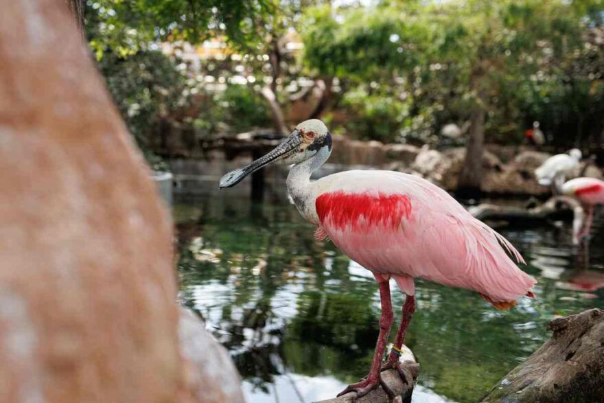 Animali di colore rosa: caratteristiche e curiosità dei più strani