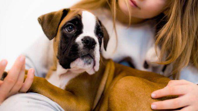 Astenia cutanea nel cane: sintomi, cause e trattamento