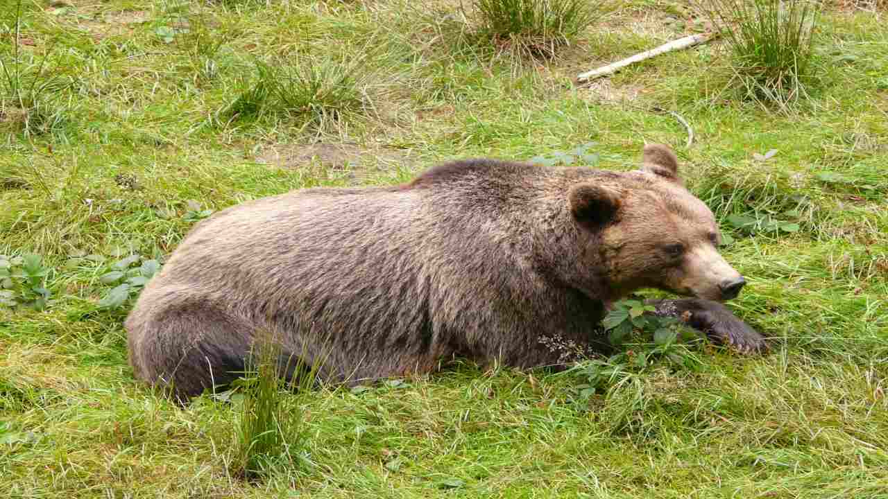 Cosa mangia l'orso: tutto il cibo preferito dell'immenso animale selvatico