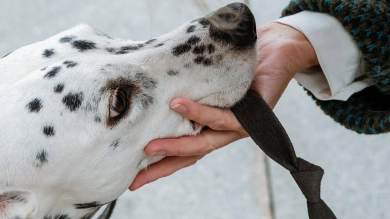 Perché il cane morde il guinzaglio? Spiegazioni e soluzioni al problema
