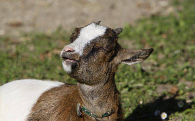 Capra nana nigeriana: specie rara che tutti vorrebbero in cortile