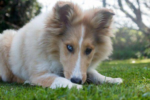 Coloboma dell'iride del cane: tutto ciò che c'è da sapere