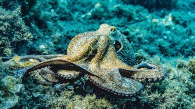 Curiosità sui polpi: tutto ciò che forse non conosci di questi molluschi