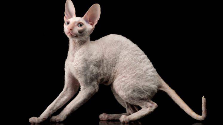 Differenza tra Cornish Rex e Devon Rex: quale razza scegliere