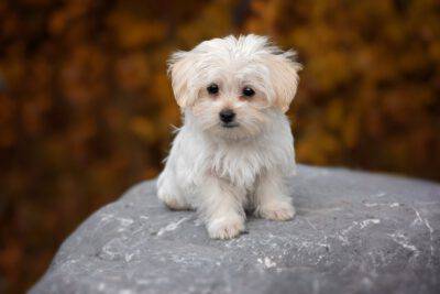 Cani mini toy: quali sono le razze canine più piccole e le loro ...