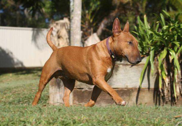 Cani mini toy: quali sono le razze canine più piccole e le loro ...