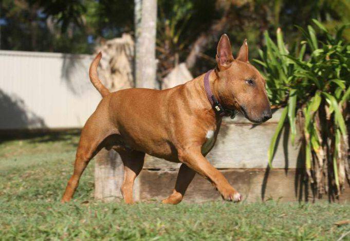 Cani mini toy: quali sono le razze canine più piccole e le loro ...