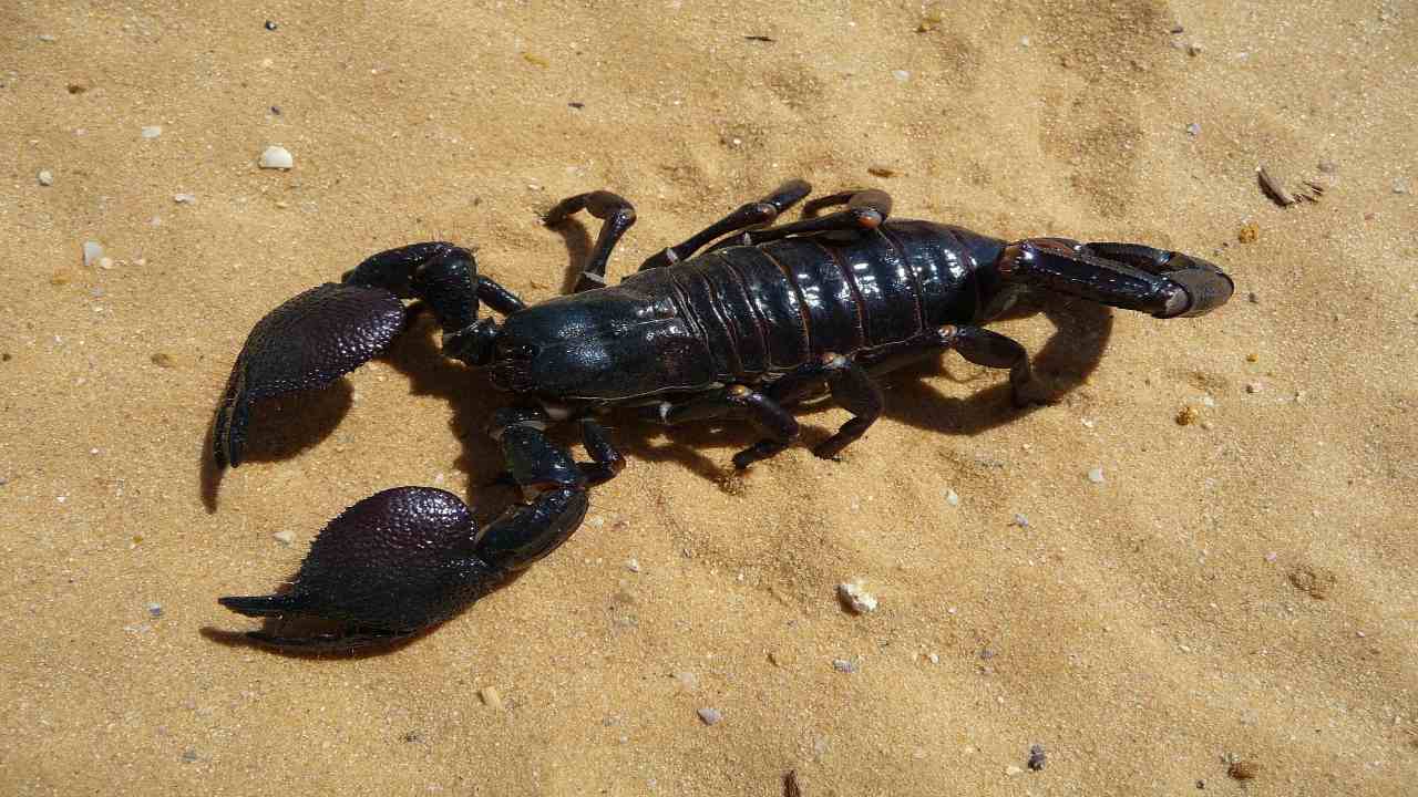 Scorpioni a rischio estinzione: tutto quello che c'è da sapere sulla specie