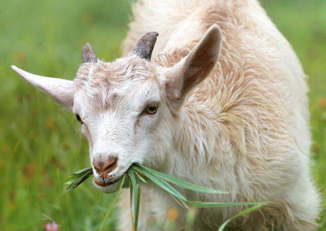 Alimentazione della capra: tutto ciò che è necessario sapere per l'animale