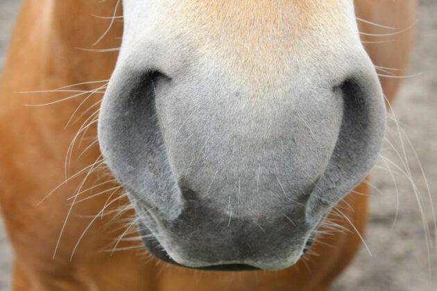 Cavallo Andaluso: caratteristiche della pura razza equina spagnola