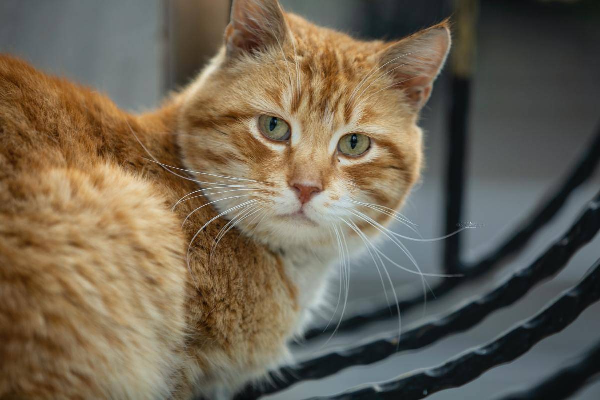 Razze di gatti con la faccia tonda: gli esemplari di mici più buffi e ...