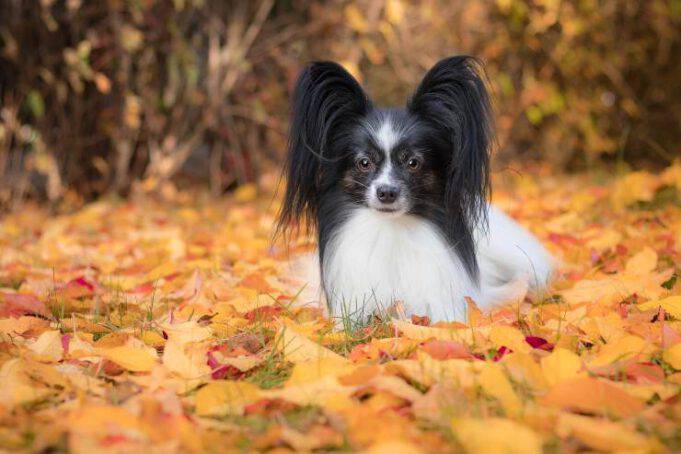 Cani mini toy: quali sono le razze canine più piccole e le loro ...