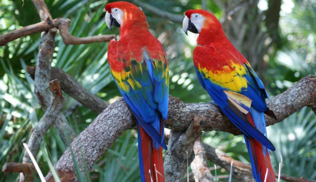 I pappagalli come fanno a parlare? Quali sono le specie parlanti?