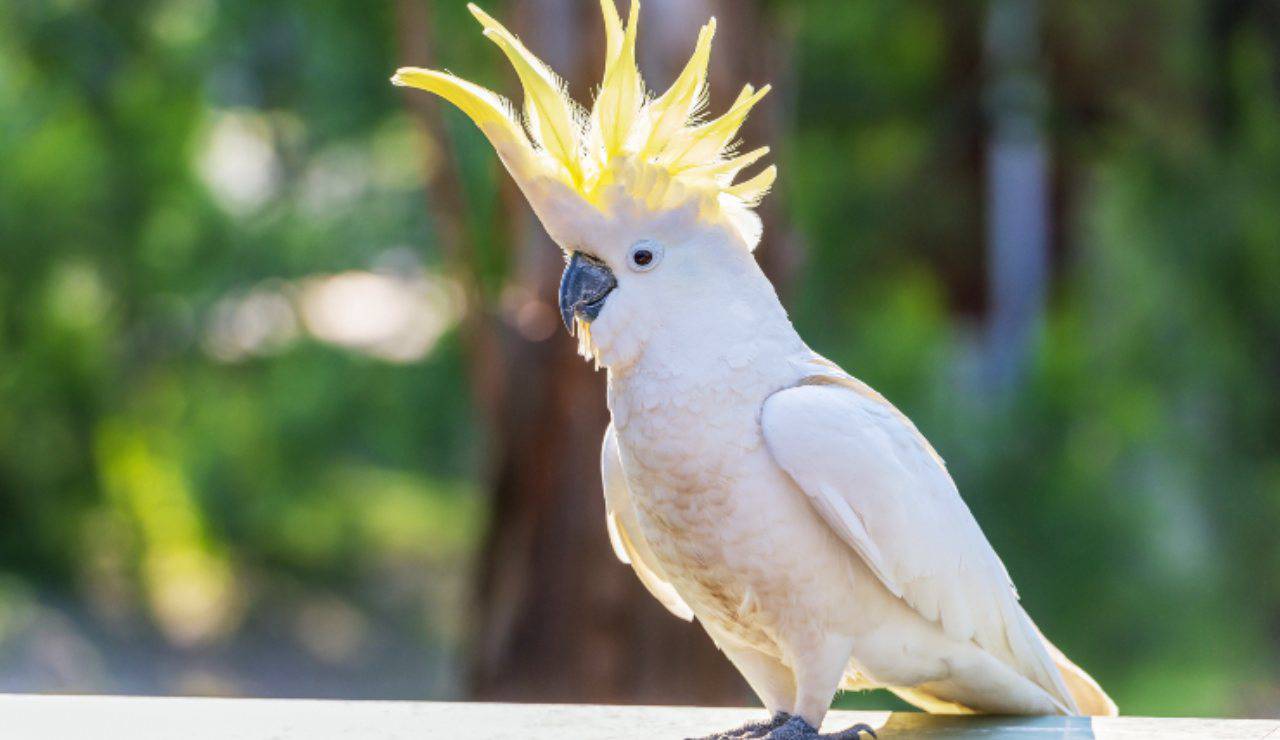 Perché il pappagallo alza la cresta? Le spiegazioni del gesto