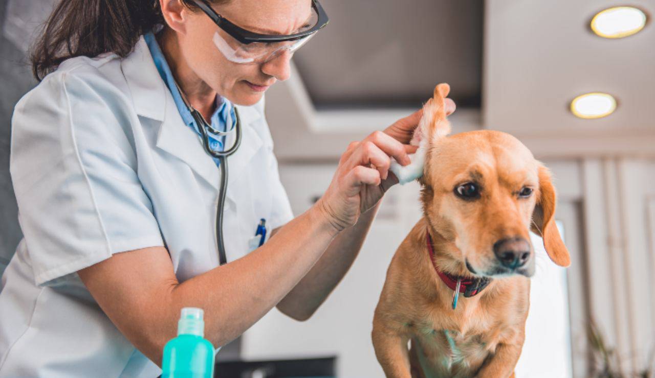 Parotite nel cane: la causa, i sintomi e il trattamento